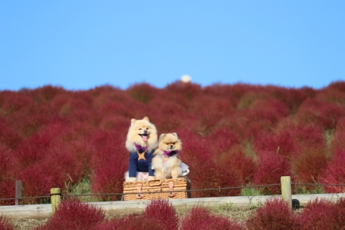 KOKIA！ | マツシタ女子部 ブログ