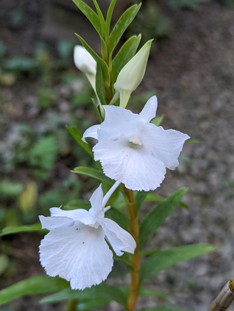 Den.panthenium #2 | Colorless Sky