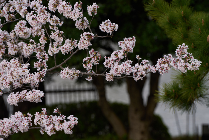 Sakura portrait! | Kai photography