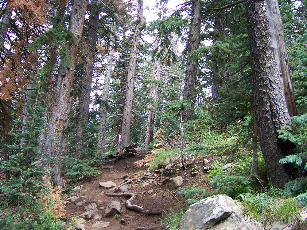 “blaze a trail”から“-er”がついて「先駆者」の意味 | 科学技術のアネクドート