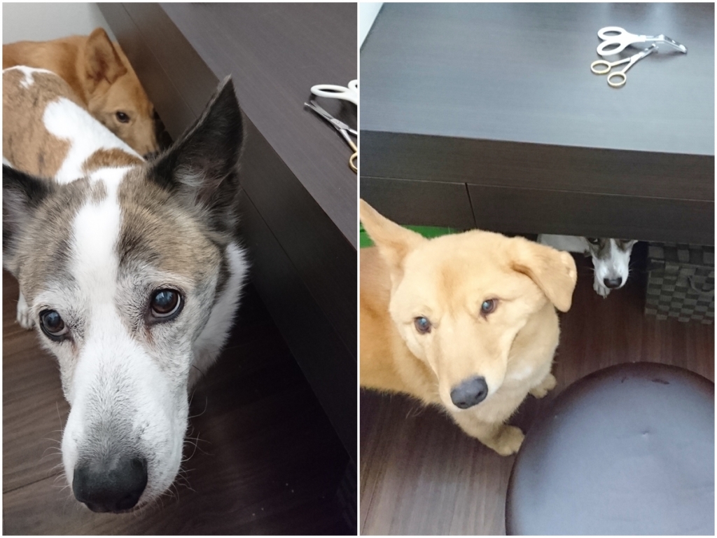 爪切り | Everyday Dogs' Life