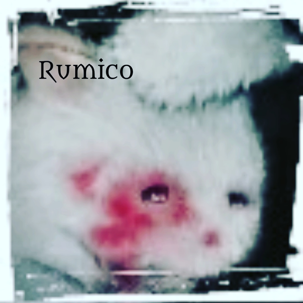 個展【糸のさき】は動物問題を取り上げます。 | PipoとRumicoの日記