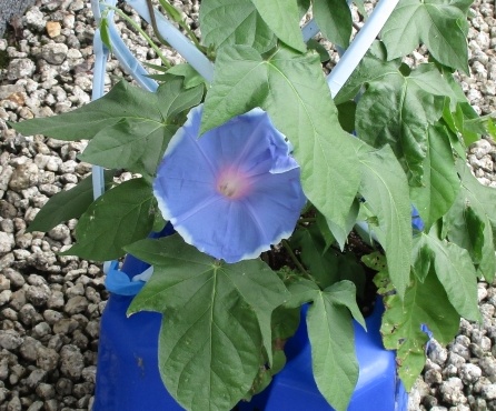 つるが支柱からはみ出しました | あさがお便り