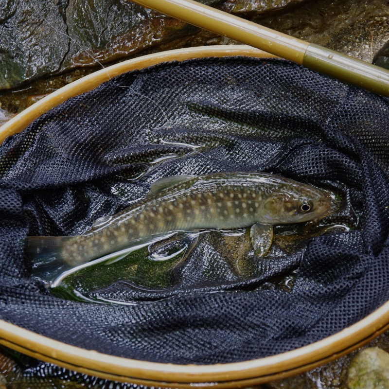 撮影のお仕事で | 吉田毛鉤/吉田毛鉤ラボ
