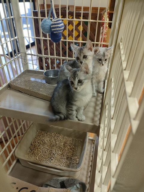 猫の事務所＊ねこちゃるブログ