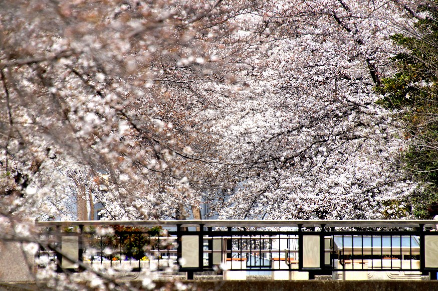 桜2025 | BEACH BOYS CLUB オフィシャルブログ