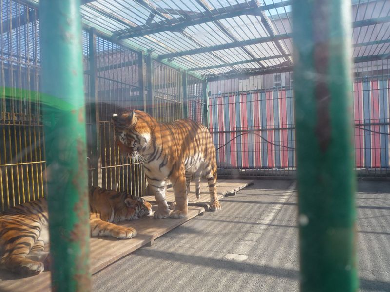 福島東北サファリパークからの移動動物園 | ㈱いせこ 伊勢家こな吉商店BLOG