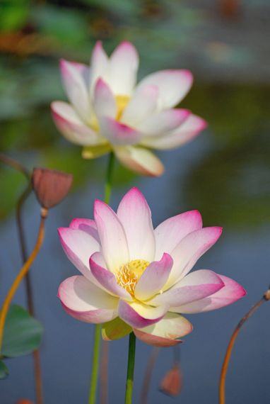金沢駅の癒やし空間 駅西広場 花ハス・睡蓮・金魚 | ウォーキングで金沢めぐり/ちょいとお出かけ北陸めぐり