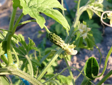 撮ってみた | 逆指名の瓶詰め