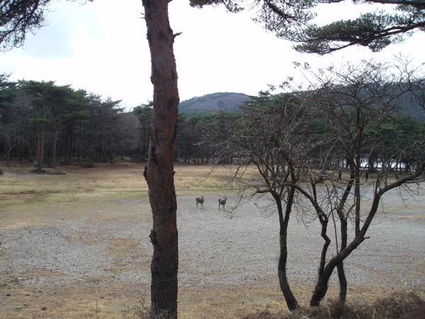 えびのシングル 1 | うるうカイロ院の休息には・・・