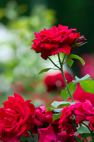 与野公園 春バラ（2） | あんぐるエフ