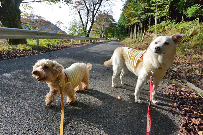 永源寺ダムを散歩 | 【雑記帳】われ団塊一期生なり
