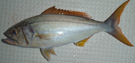 南の島の魚屋さん （44、45、46） | 魚やしの淳平