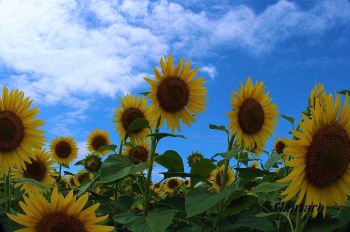 ひまわり村オープン | ガンタロー旅日記