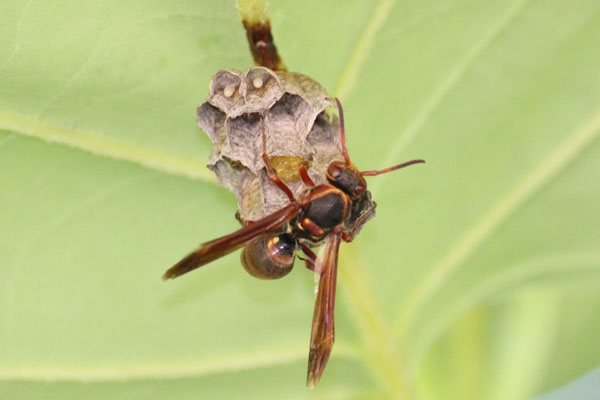 キボシアシナガバチの巣 | 虫散歩 キボシアシナガバチの巣 | 虫散歩