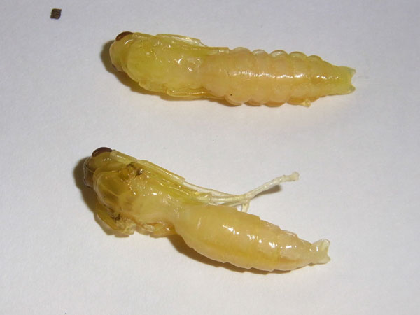 ヤマトアシナガバチの巣を外す | 虫散歩 ヤマトアシナガバチの巣を外す | 虫散歩