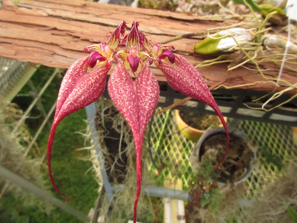 晴れてホッと | 秦野の蘭園 アルファオーキッドホットニュース！！