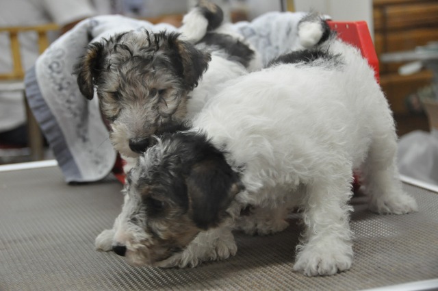 パピーのための、テーブルトレーニング by Frank Sabella | Clumber Up News