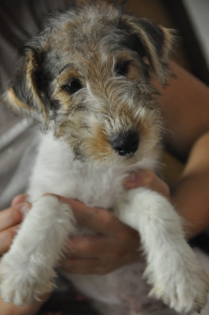 パピーのための、テーブルトレーニング by Frank Sabella | Clumber Up News