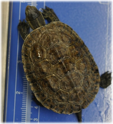 亀 | ペットプラザ高槻店ブログ