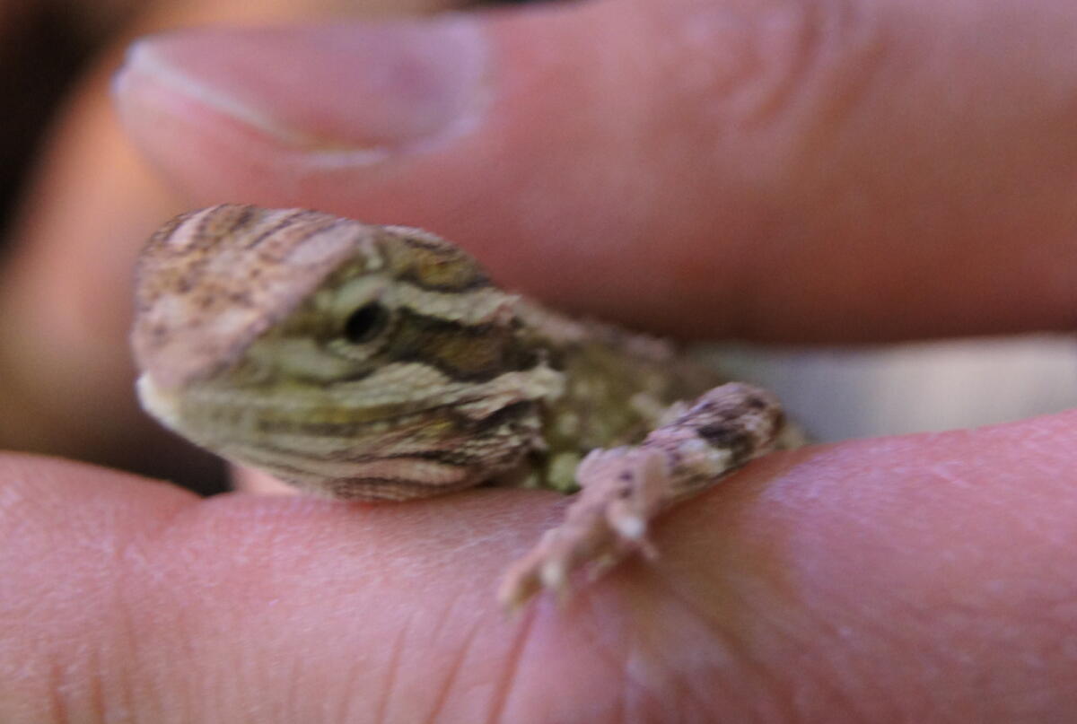 小動物・鳥・爬虫類新入荷情報 | ペットプラザ高槻店ブログ