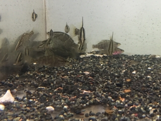 土日限定 | エキゾチックアフリカ（淡水）入荷情報