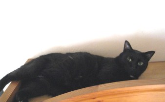 砂糖なし！甘くないレーズンクッキー | 猫とヴィーガンな生活～この世界のためにできること