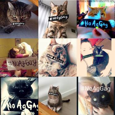 「Ag-Gag」とは？実態を知られることを拒む畜産業界 | 猫とヴィーガンな生活～この世界のためにできること