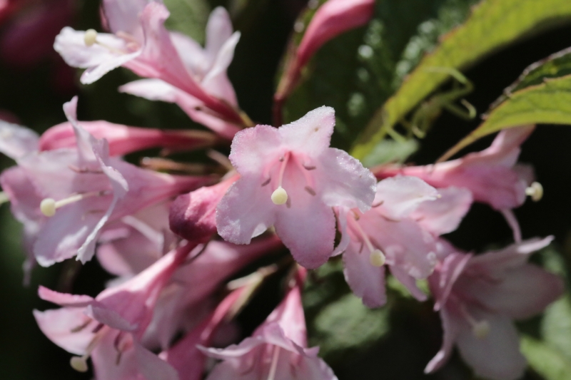 ご機嫌如何ですかー タニウツギ | オオヌマズの玉手箱