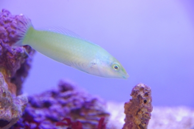 ダスキージョーフィッシュ マルボロレッドディスカス マーブルハチェット | おさかなや入荷情報