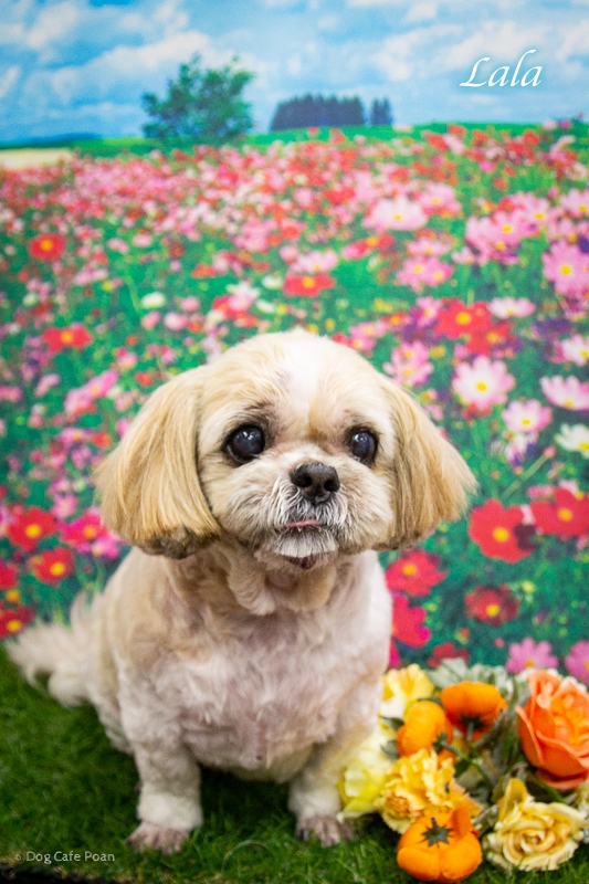 今日のワンちゃん☆ | ぽ庵