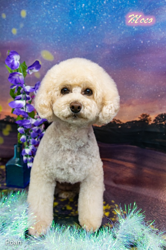 今日のワンちゃん☆ | ぽ庵