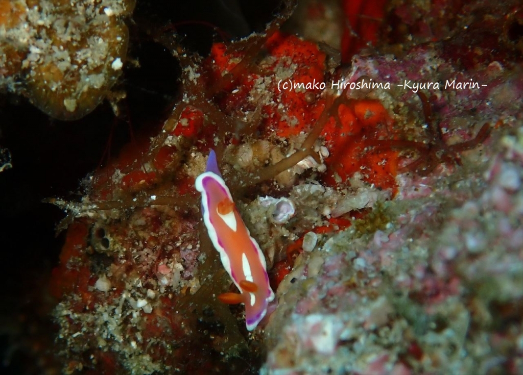 奄美大島ダイビング Kyura Marin(Dive cico) mako Blog