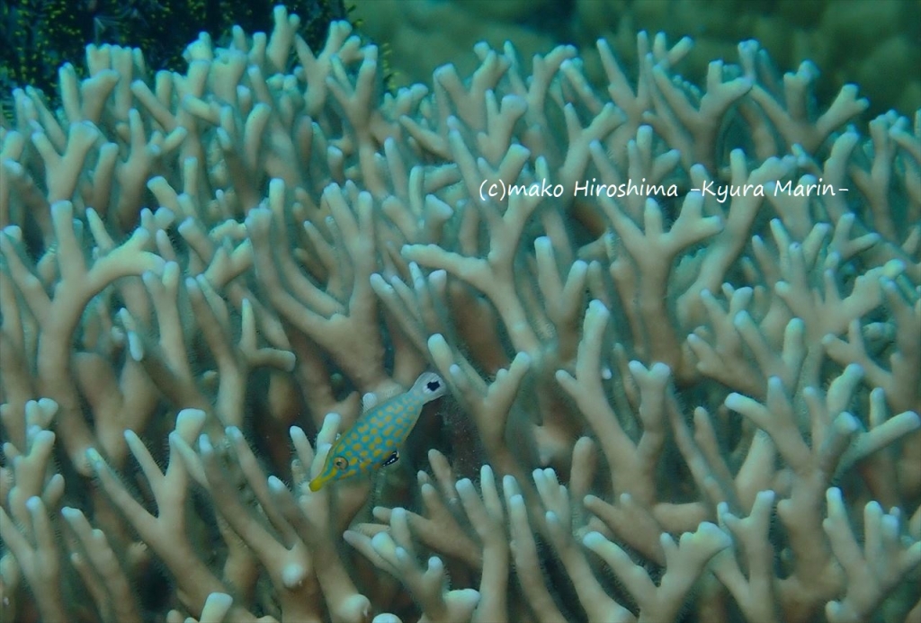 奄美大島ダイビング Kyura Marin(Dive cico) mako Blog