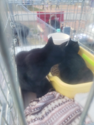 今年最後のイベント出店 | ニャンつって！犬・猫塾