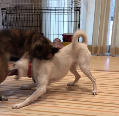 アナ 預かり記 7日目 | ニャンつって！犬・猫塾