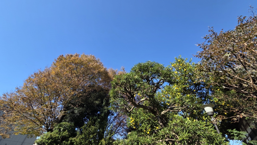 レモンが落ちた | My First JUGEM