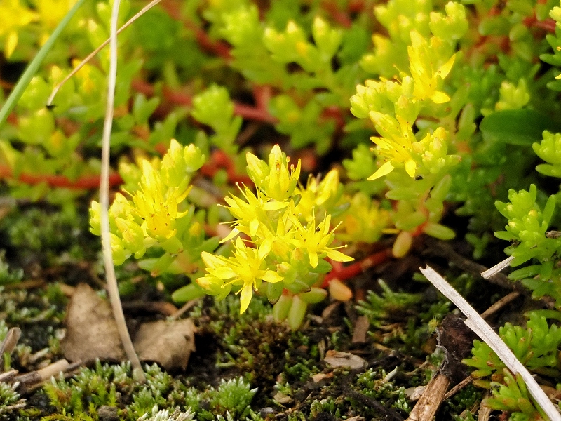 散歩道から。。。。 | 日々の間に間に