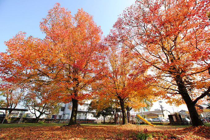 イタヤカエデ | stream sence. numa's diary