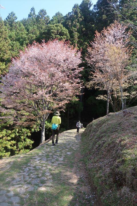 風に舞い散る桜の記憶＜吉野山＞ | 楽人の山歩道
