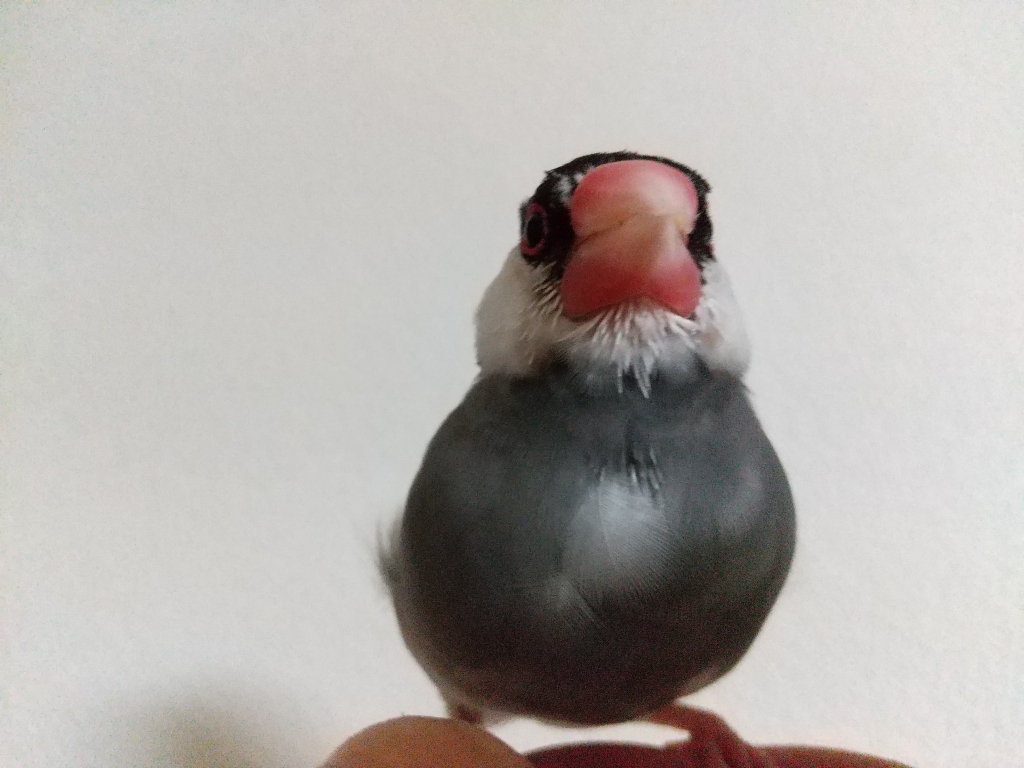 ナオロマツ食堂