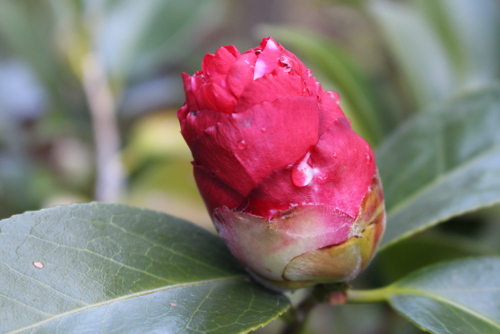 店頭の椿-02 | 店主のブログ｜横浜市の着物と男着物専門店のぐみょうじ車屋呉服店