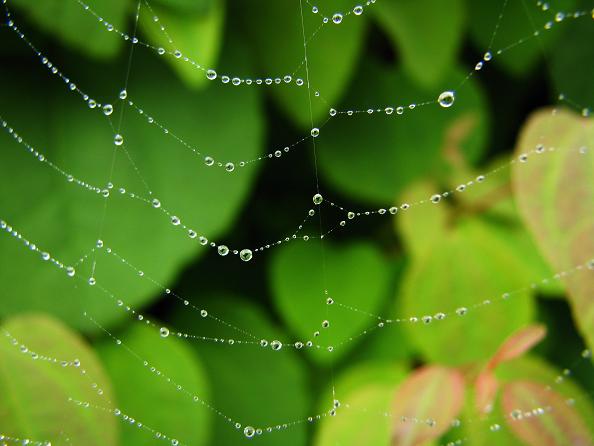今朝 霧雨が通ったみたい | こころの色いろいろ