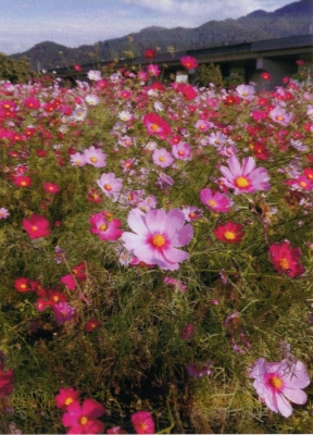 秋桜（コスモス） | のびのびスタッフブログ