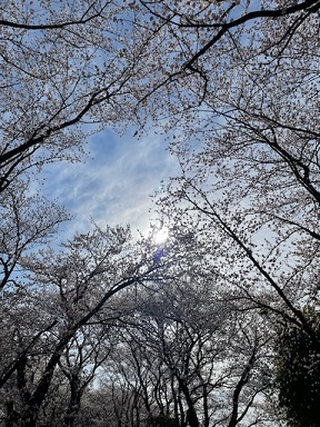 桜が満開になりました。 | My First JUGEM