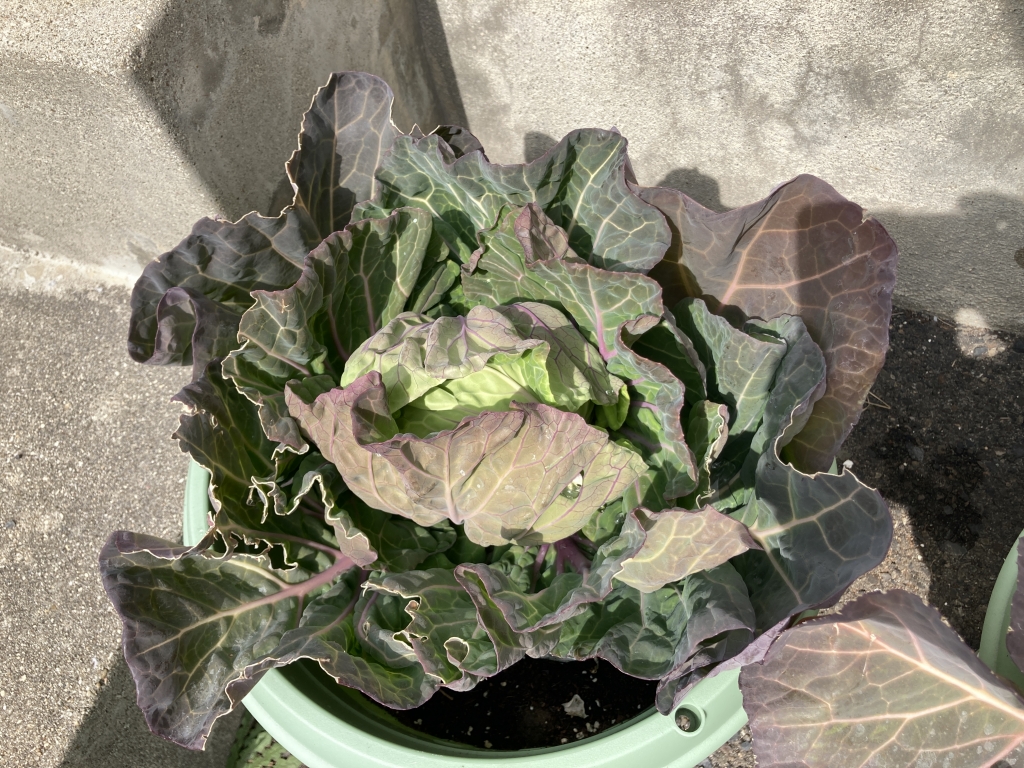キャベツは今… byびーの | Peek・a・Boo ブログ