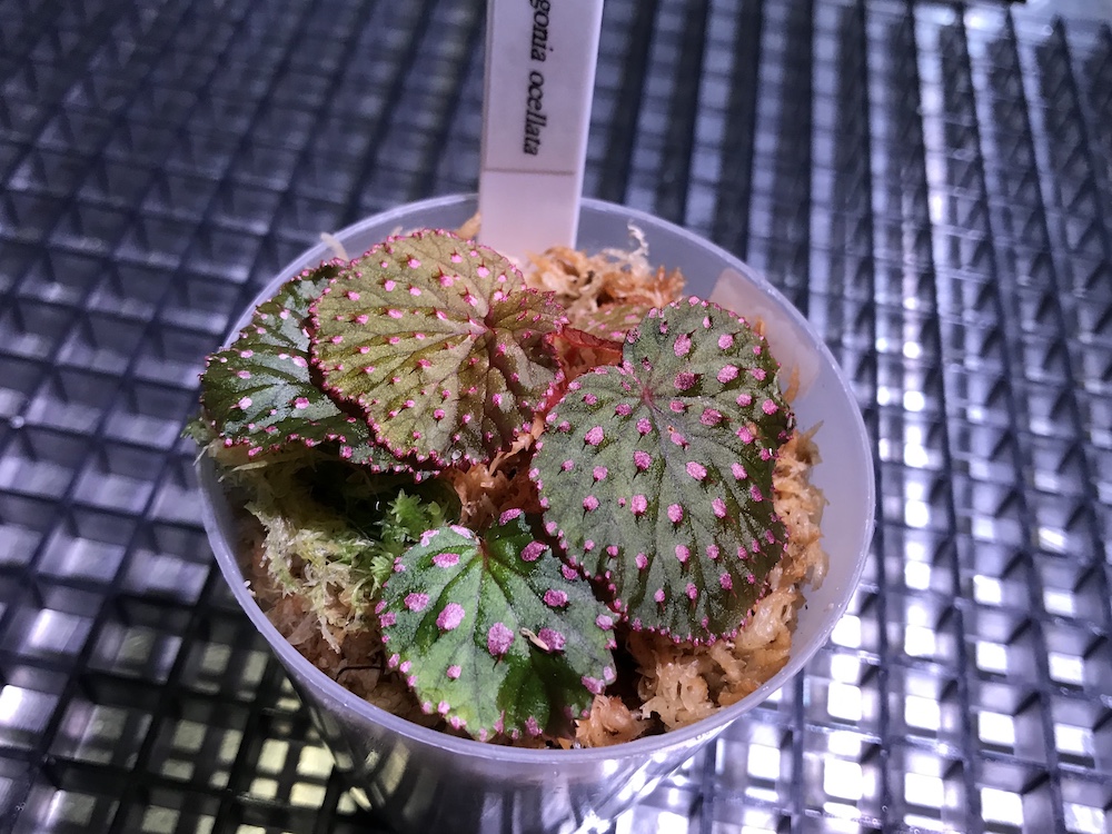 2021年6月11日入荷速報！！（植物の写真あり） | DISCOVERYブログ