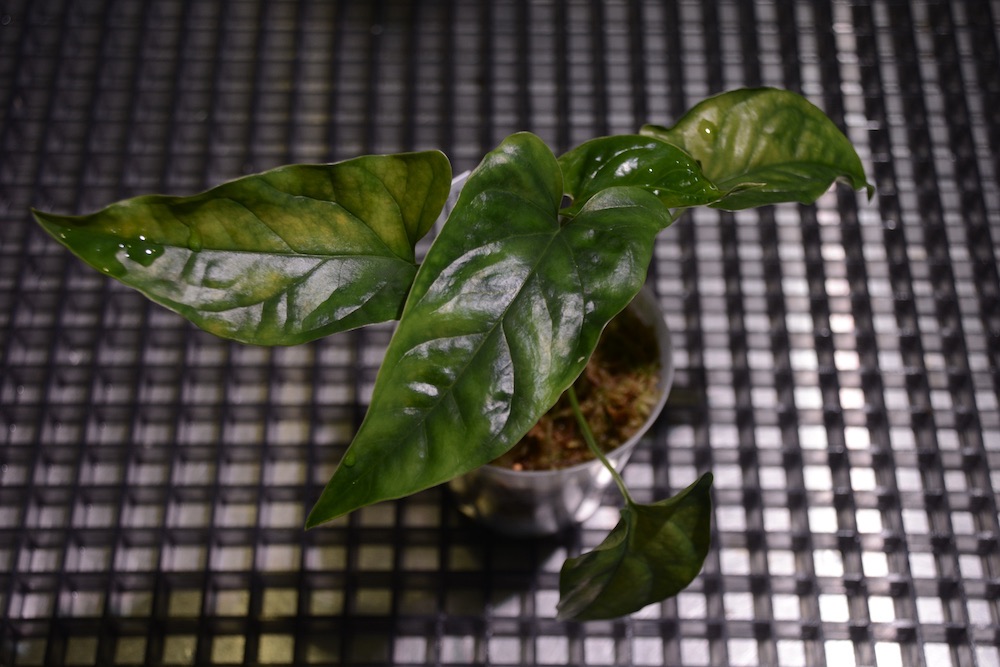 2021年10月1日入荷速報！（植物の新入荷詳細あり） | DISCOVERYブログ