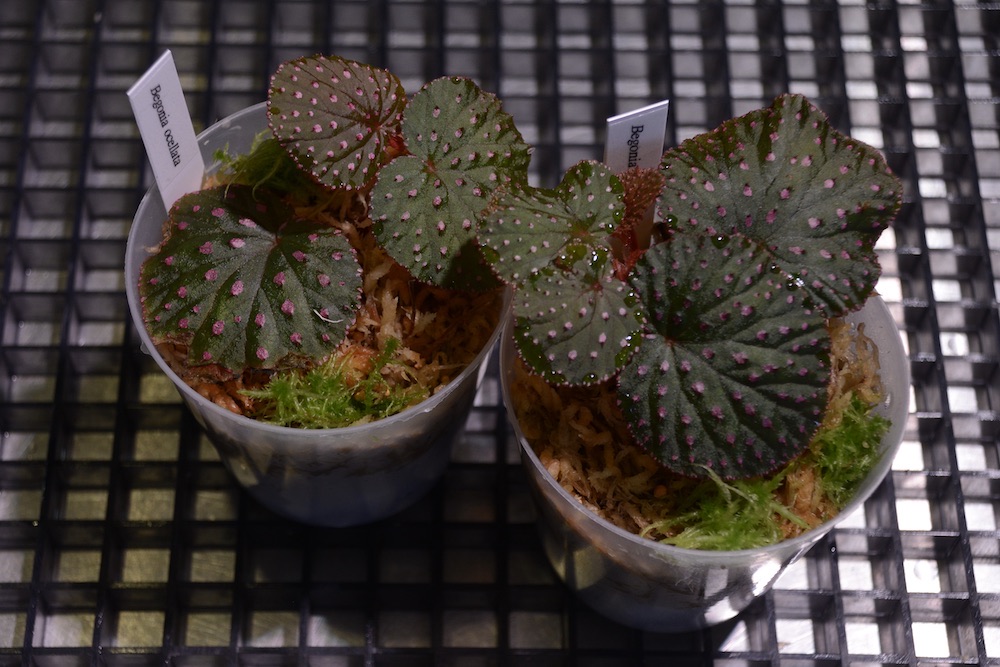 2021年10月1日入荷速報！（植物の新入荷詳細あり） | DISCOVERYブログ