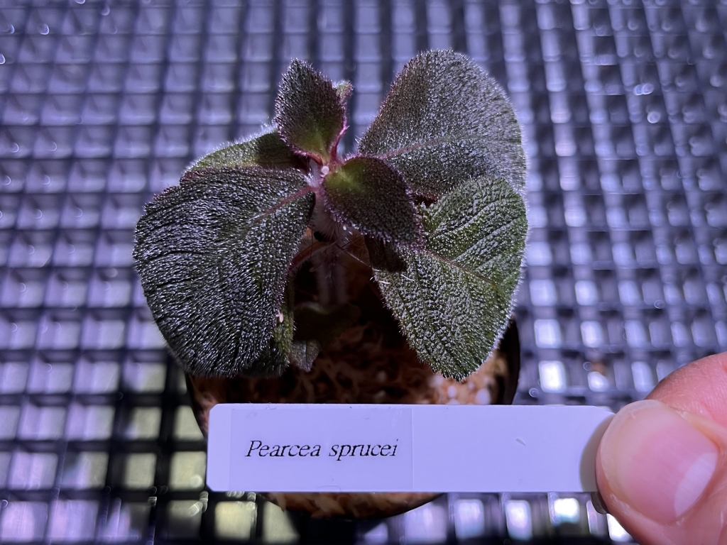 植物便入荷しました！ | DISCOVERYブログ